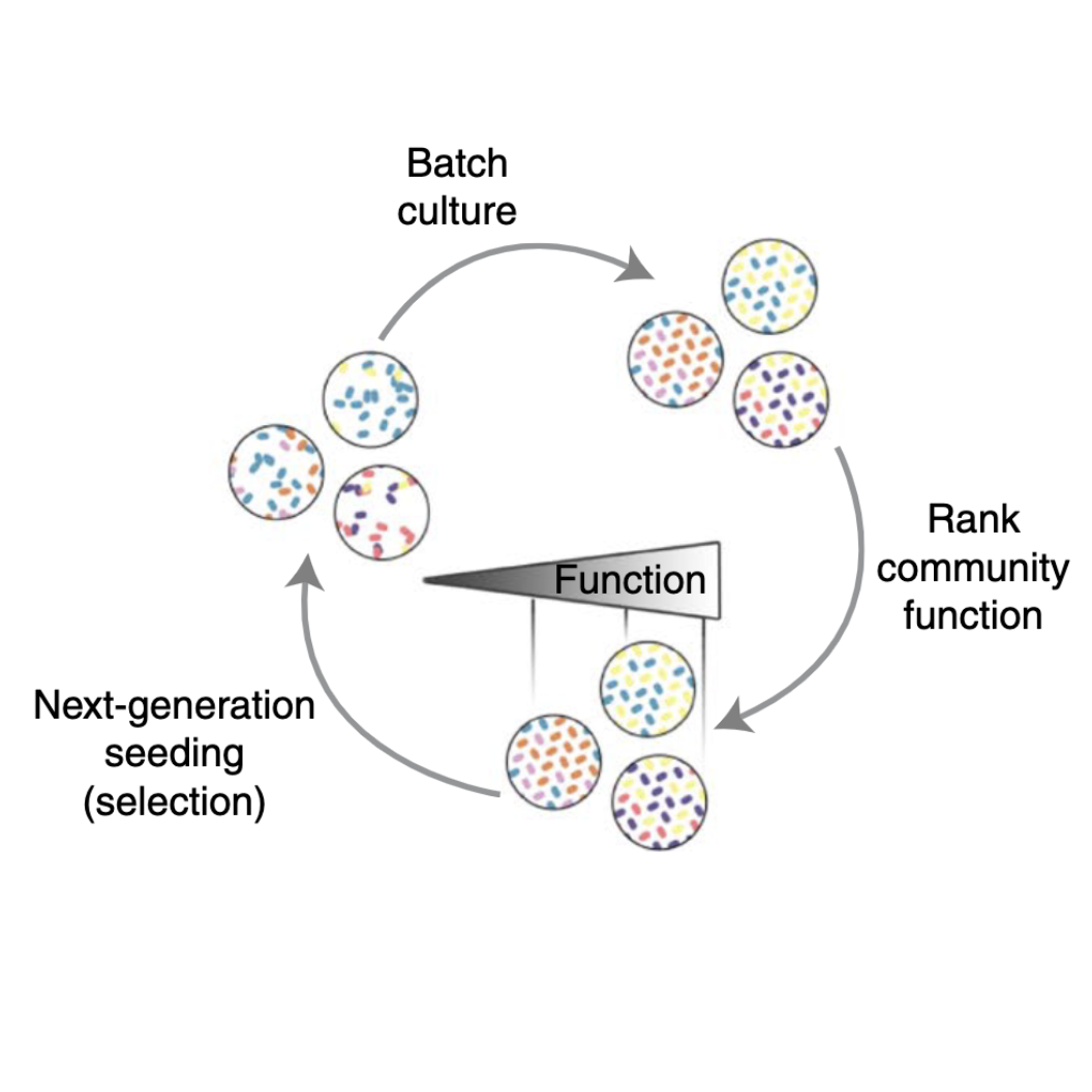 Engineering complex communities by directed evolution | Chang-Yu Chang 張昌祐